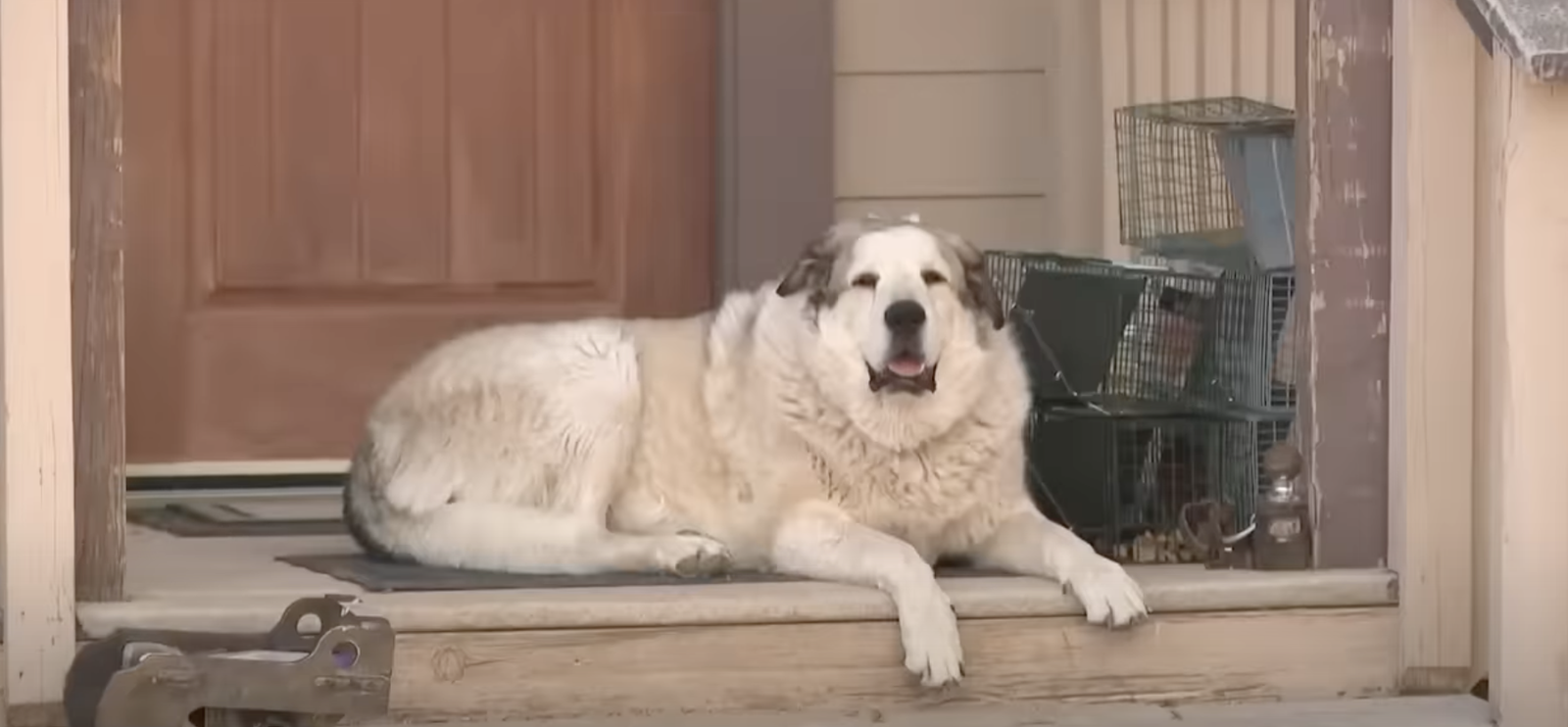 RANCHER'S DOG SAVES TODDLER NEAR SELIGMAN - The Williams Independent